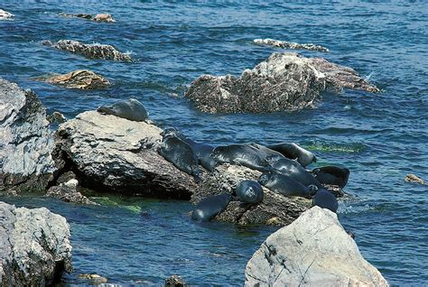 Seal Description Species Habitat Diet And Facts Britannica