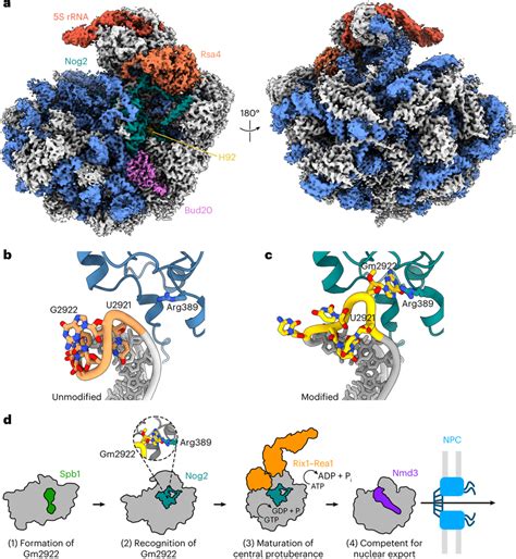Nog2 Does Not Engage With Unmodified G2922 A Cryo Em Structure Of