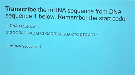 solved transcribe the mrna sequence from dna sequence 1