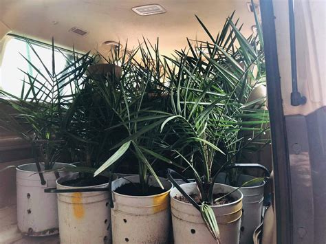 ល្មើជាលិកាធ្វើដំណើទៅខ គ្លីនិក កសិកម្ម Agricultural Clinic