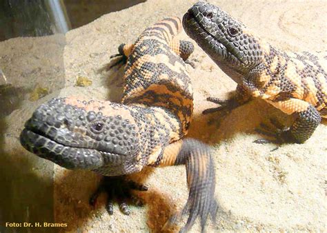 Sexes Of Heloderma
