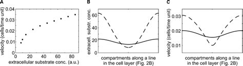 Dependence Of The Wave Propagation Velocity On The Extracellular