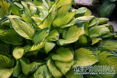 Хоста гібридна Голд Стандарт, Hosta hybrida Gold Standard ціна, купити ...