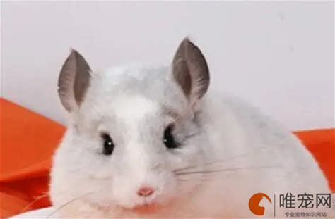 龙猫受惊吓的症状有哪些 如何安抚 唯宠网