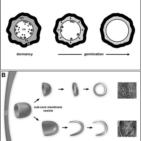 A Schematic Representation Of The Morphological Events In Spore
