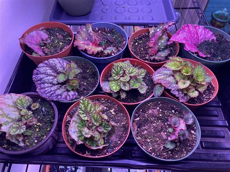 First Time Propagating Rex Begonias R Begonias