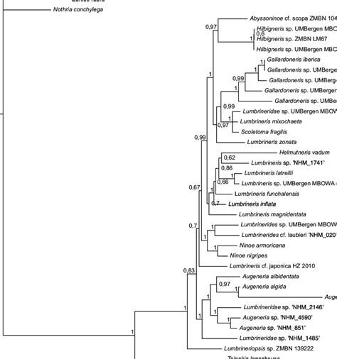 Majority Rule Consensus Tree From The Bayesian Analyses Using Combined