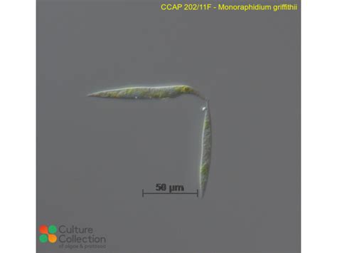 Monoraphidium Griffithii Monoraphidium Griffithii