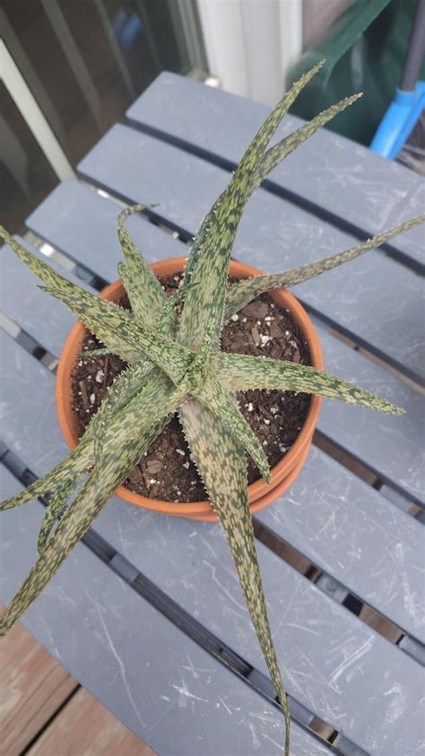 Is Something Wrong Help Pls Raloe