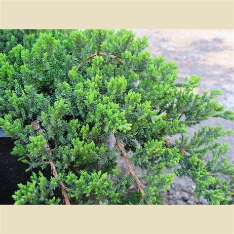Juniperus Procumbens Alchetron The Free Social Encyclopedia