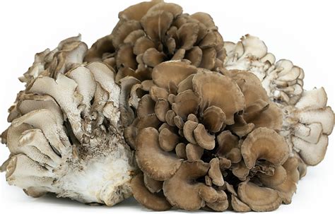 Maitake Mushrooms Information And Facts
