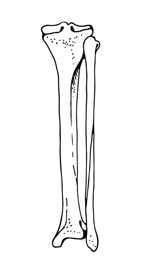 Premium Vector Tibia And Fibula Human Bones Vector Hand Drawn Illustration Isolated On A White