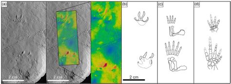 Details Of Best Manus And Pes Set A Photograph Left And