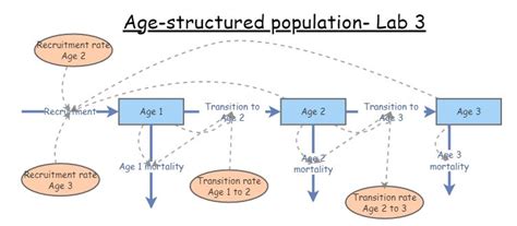 Clone Of Lab Exercise Age Structured Models In InsightMaker Insight Maker