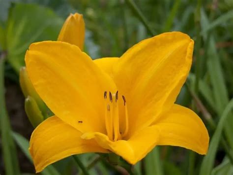 Master Yellow Daylily Care Ensuring Your Hemerocallis And Daylilies Thrive