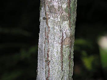 American Chestnut Castanea Dentata