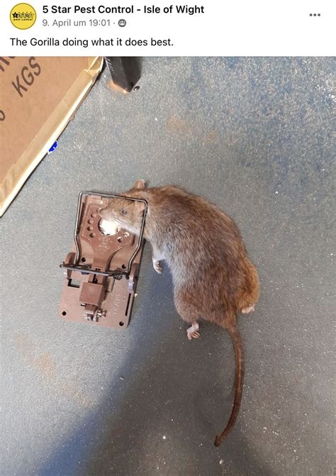 Pestcontrol Greenanddigital Schädlingsbekämpfung Sebastian Junge