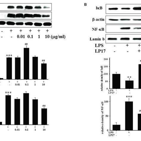 The Treatment Of Lp17 Inhibited Lps Induced Upregulation Of