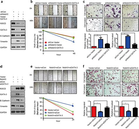 Notch3 Knockdown In Mcf 7 Cells Promotes Emt While N3icd Overexpression Download Scientific
