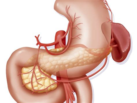 Duodenum Anatomy Functions Diseases Healthy Food Near Me