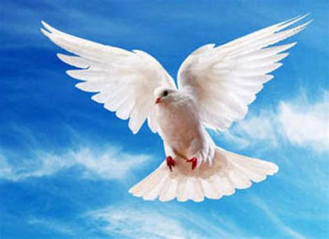 Фотографии и картинки голубей, белые голуби