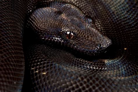 Serpent Boa