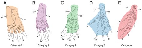 The Ecomorphology Of The Shell Of Extant Turtles And Its Applications