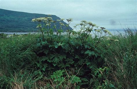 Cow Parsnip Alutiiq Museum And Archaeological Repository Cow Parsnip Alutiiq Museum And Archaeological Repository