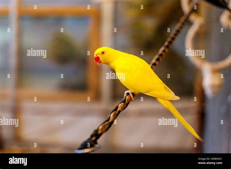 Yellow Lutino Indian Ringneck Parakeet Sitting On A Rope Psittacula