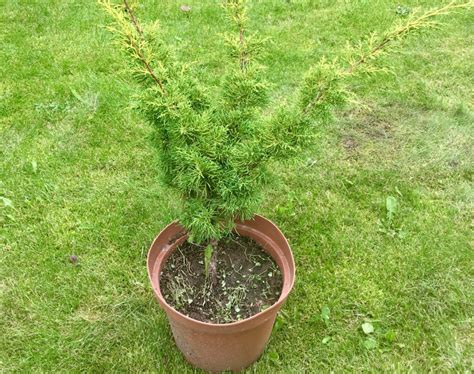 Можжевельник в квартире уход и выращивание - О растениях и сельском ...