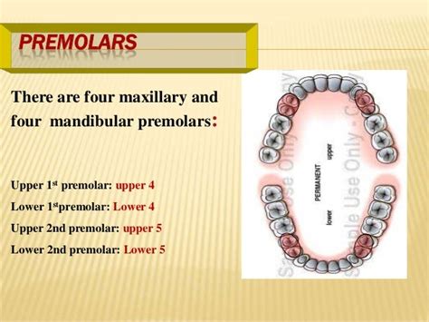 What Are Molars