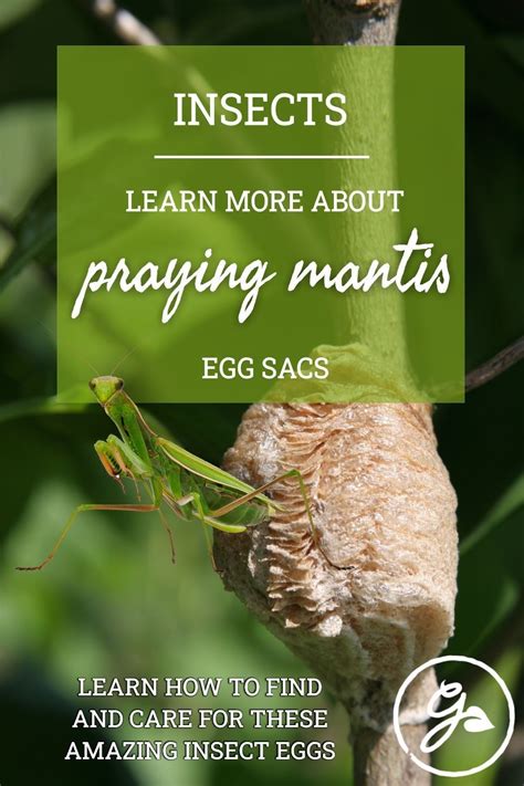 Insect Eggs Artofit