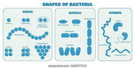 Infographic Illustrating Main Shapes Classifications Bacteria Stock Vector Royalty Free