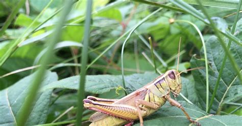 The Grasshopper In A Container