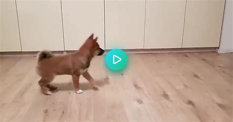 Pupper Cant Contain His Excitement When Owner Comes Home Album On Imgur