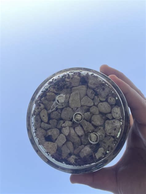 First Maple Tips Rjapanesemaples