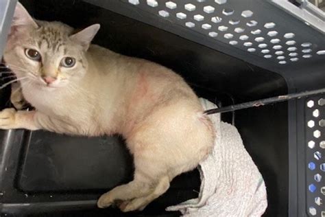 Aude Une Jeune Chatte Touch E Par Une Fl Che Un Geste Insens Et Effrayant