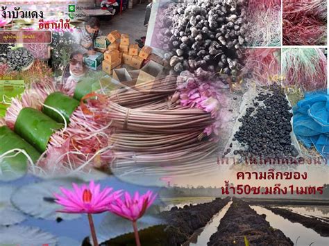 บัวหลวงแฟนเพจ ที่นี่เราขายข้าวหอมมะลิทุ่งกุลาร้องไห้ อำเภอชุมพลบุรี จังหวัดสุรินทร์ เราปลูกเอง