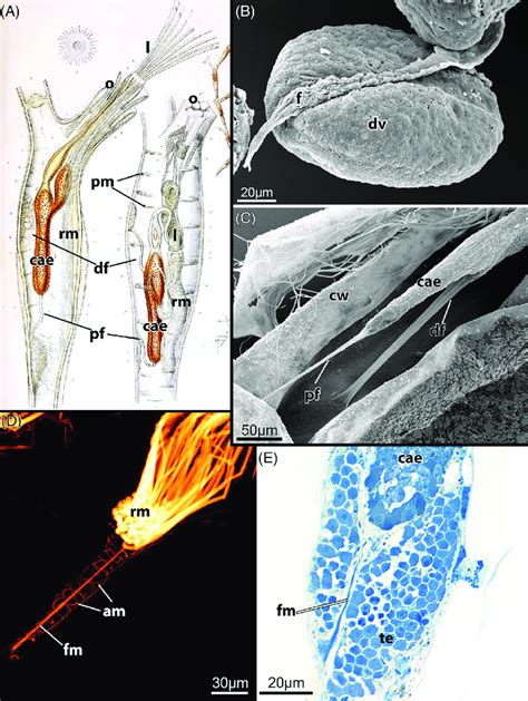 Phylum Ectoprocta