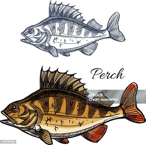 낚시 스포츠 디자인을위한 농어 또는베이스 물고기 스케치 강에 대한 스톡 벡터 아트 및 기타 이미지 강 낚시 농어 물고기 Istock
