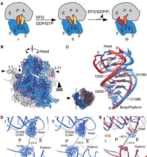 Bacterial Ribosome Structure