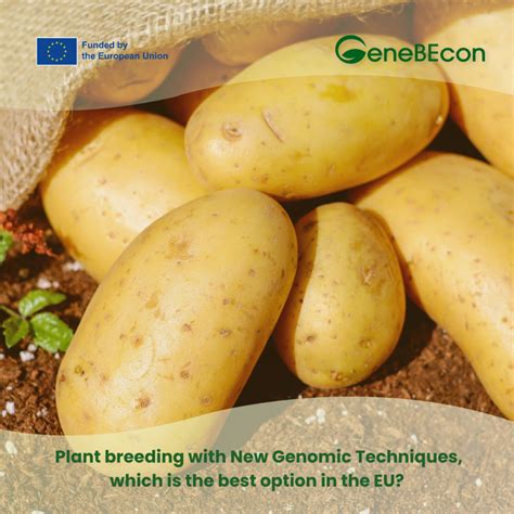 Plant Breeding With New Genomic Techniques Which Is The Best Option In