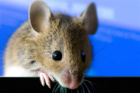 Machine Learning Algorithm Predicts What Mice See From Brain Data