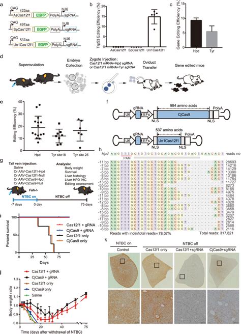 in vivo treatment of tyrosinaemia with hypercompact cas12f1 cell