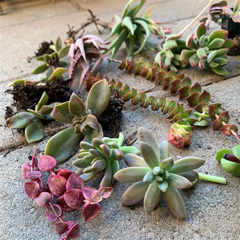 Trimming Succulents A Comprehensive Guide To Pruning And Propagation