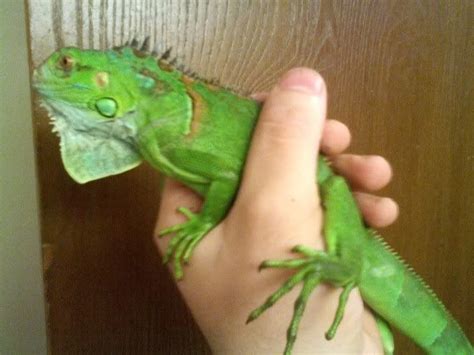 Can Someone Sex My Iguana