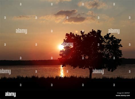 Tree At Sunset Stock Photo Alamy