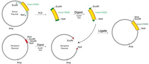 Plasmid Cloning By Pcr
