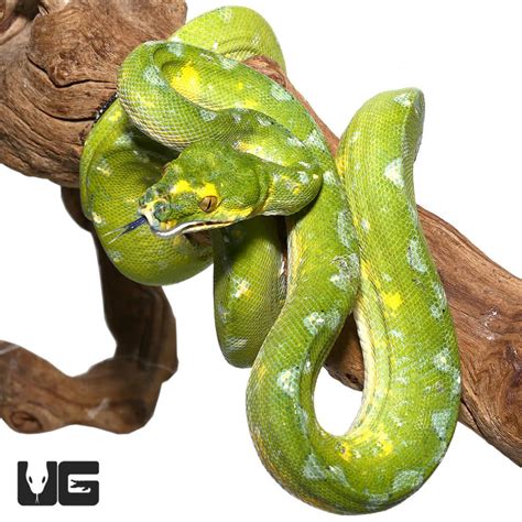 Adult Aru Green Tree Python For Sale Underground Reptiles