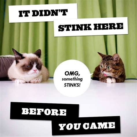 Grumpycat Grumpycatmeme Memes Lilbub Grumpy Cat Meme Grumpy Cat Memes